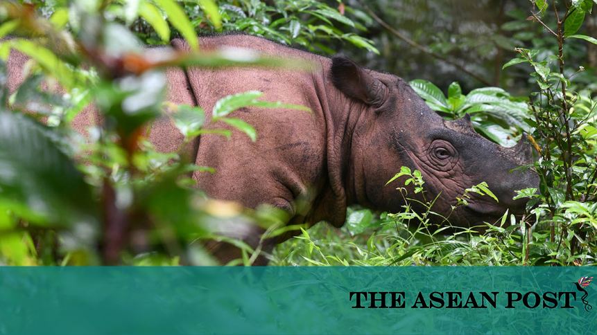 What will the fate of the Sumatran rhinos be? | The ASEAN Post