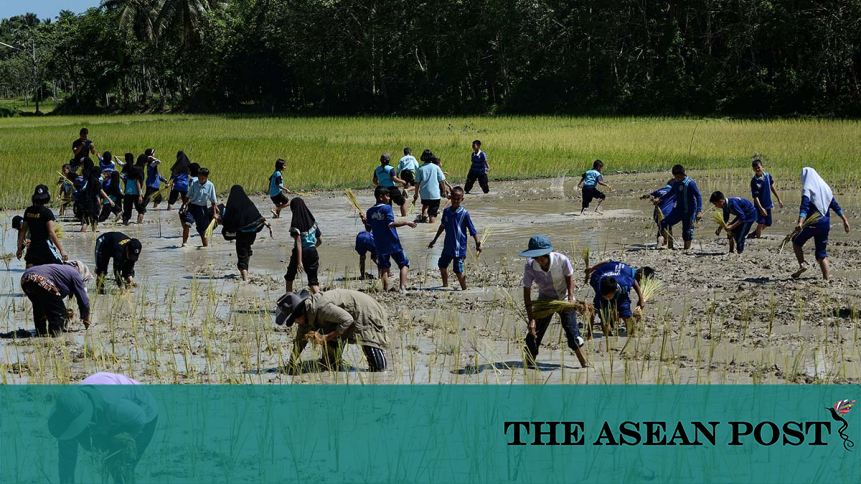 The economics of rice in Southeast Asia | The ASEAN Post