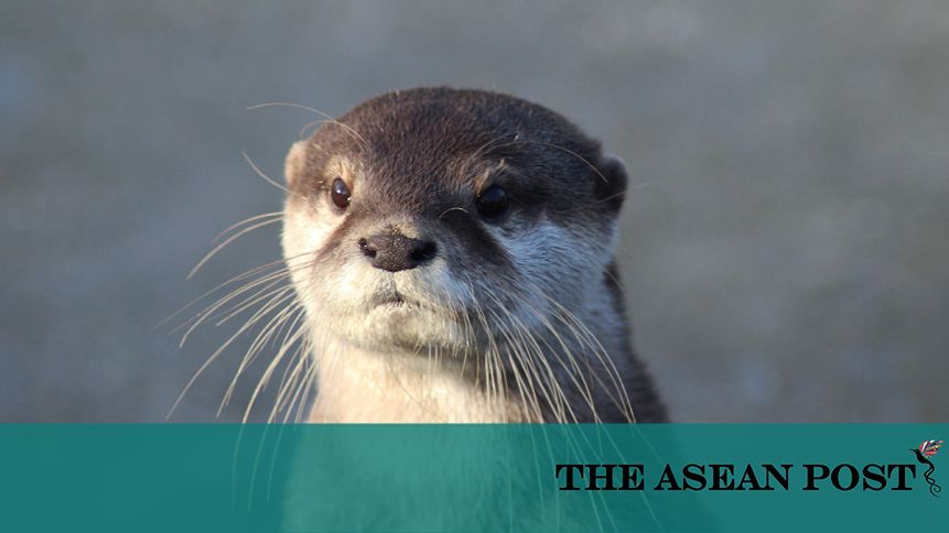 Saving Southeast Asia’s otters | The ASEAN Post
