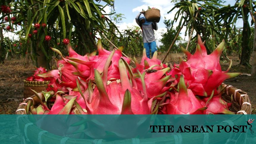 ASEAN’s exotic fruits are money spinners | The ASEAN Post
