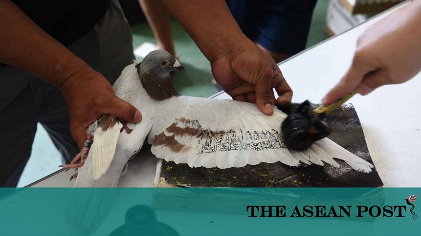 Deadly pigeon racing in the Philippines | The ASEAN Post
