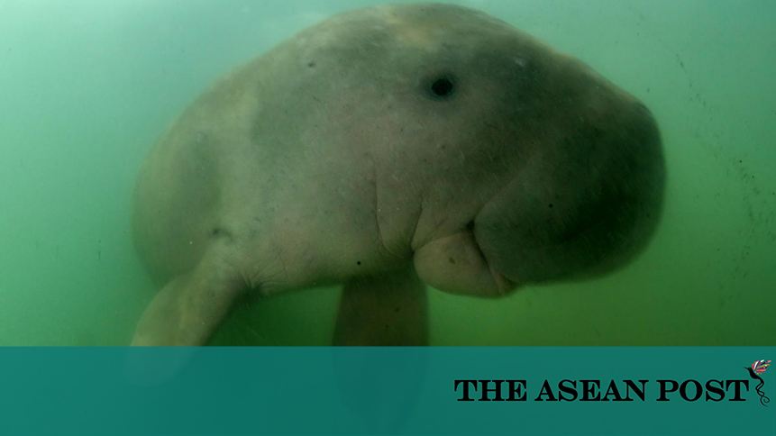 The death of Southeast Asia’s dugongs | The ASEAN Post