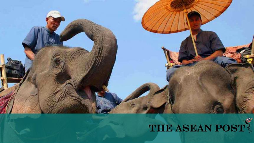The end for Lao’s elephants? | The ASEAN Post