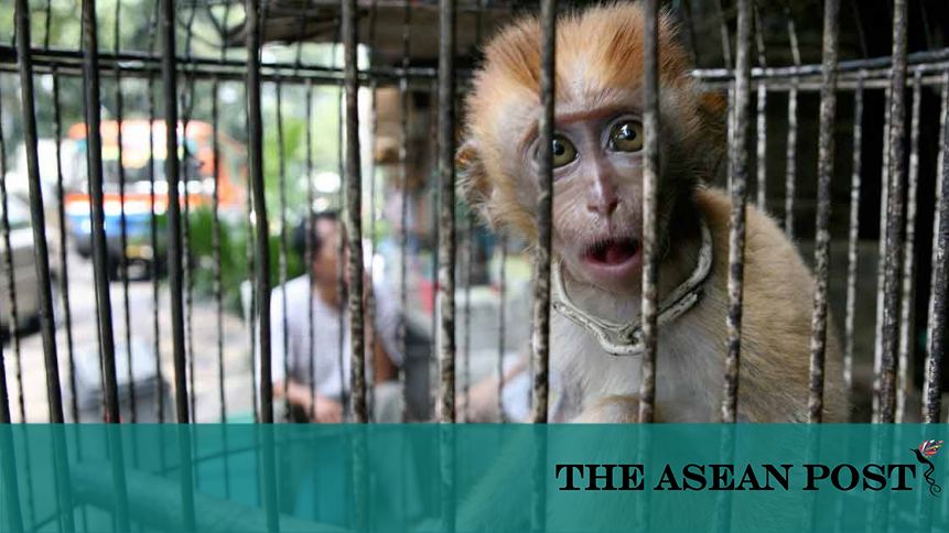Southeast Asia’s Vanishing Species | The ASEAN Post