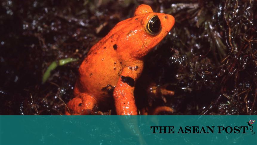 Golden Toad Loss Marks Massive Extinction Threat | The ASEAN Post