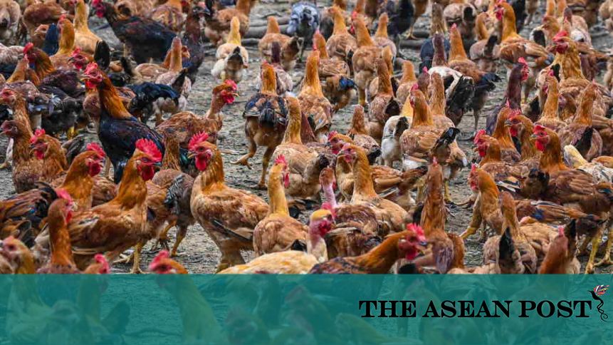 After Protests Malaysia Eases Chicken Export Ban | The ASEAN Post